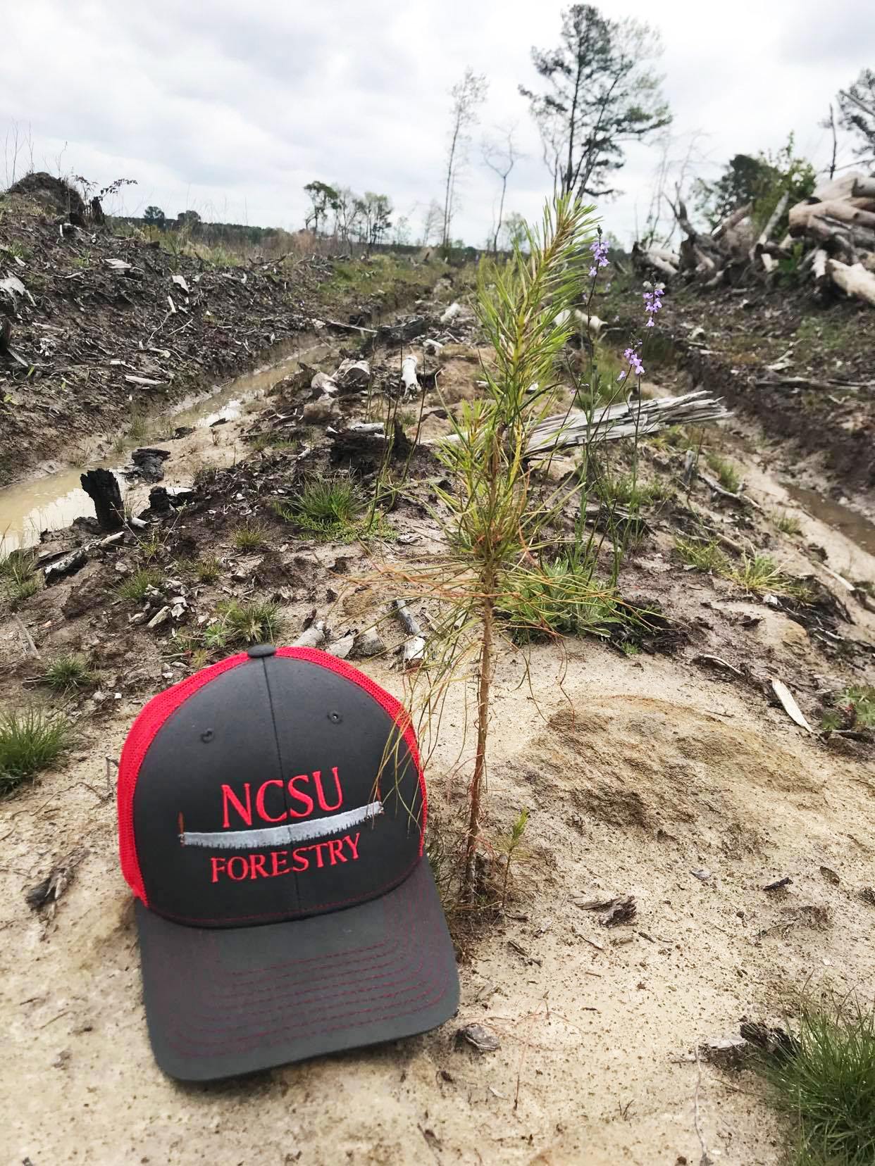 Reforestation Services in North Carolina - Tree Planting